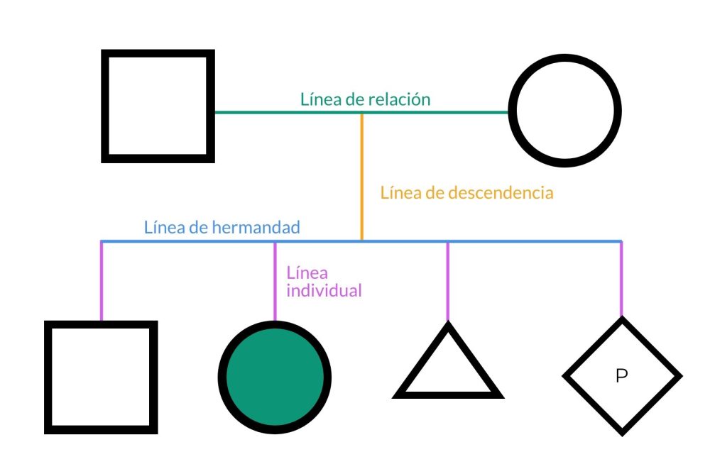 ¿Cómo Hacer un árbol Genealógico?