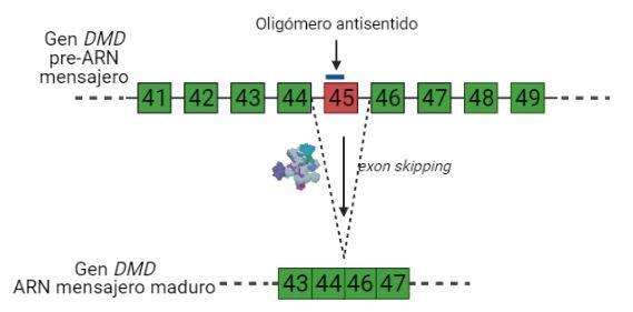 La regulación del splicing alternativo como terapia en la distrofia ...