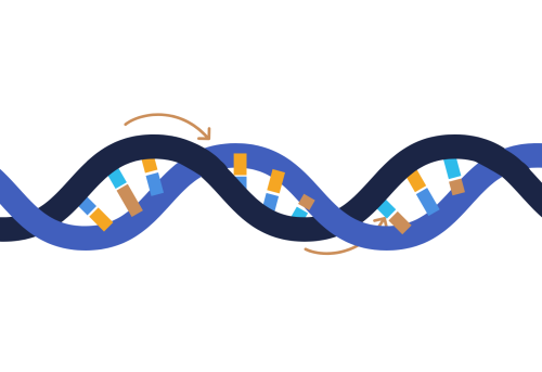 La Replicación del ADN - El Blog de Genotipia