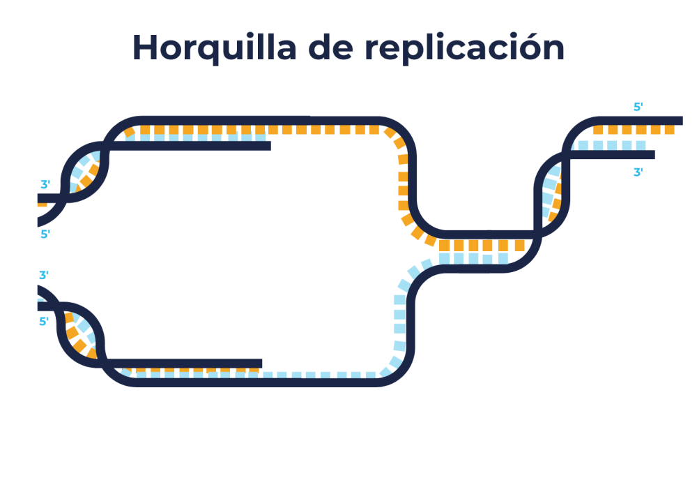 La Replicación del ADN - El Blog de Genotipia