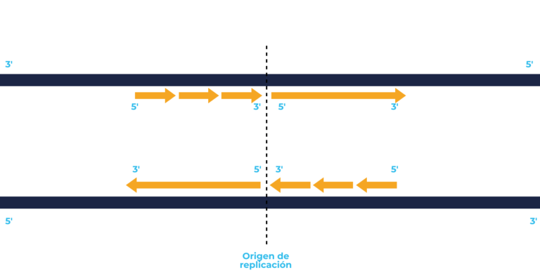 La Replicación del ADN - El Blog de Genotipia