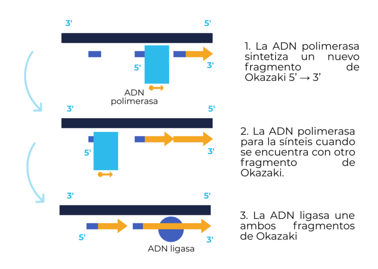 La Replicación del ADN - El Blog de Genotipia