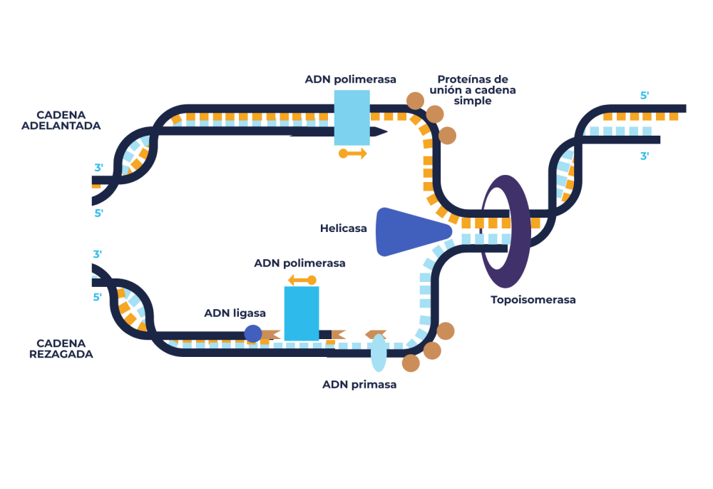 La Replicación del ADN - El Blog de Genotipia