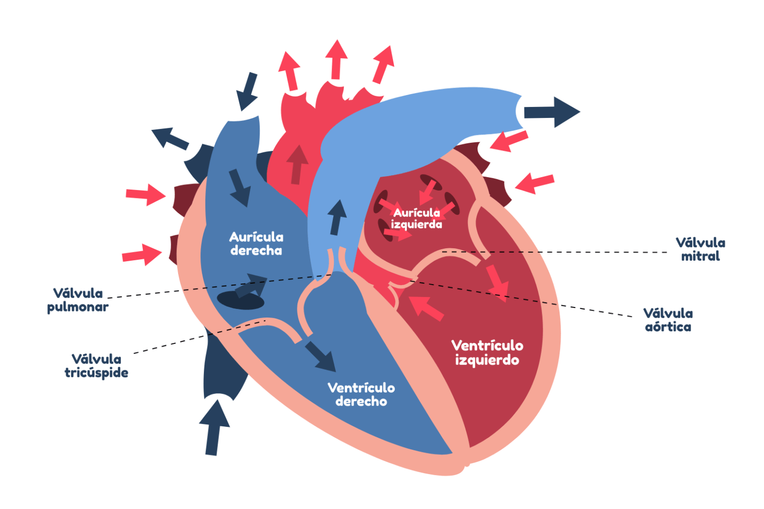 Genética en enfermedades cardiovasculares - Genotipia