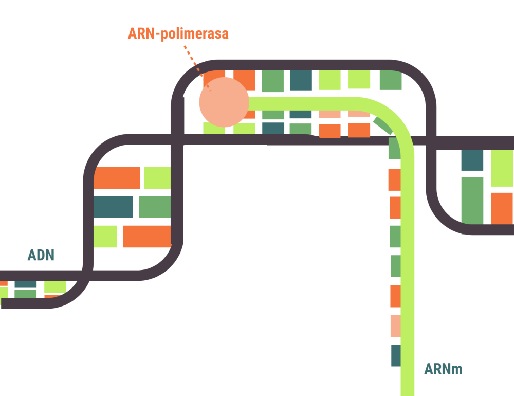 El ARNm, el mensajero del genoma - El Blog de Genotipia