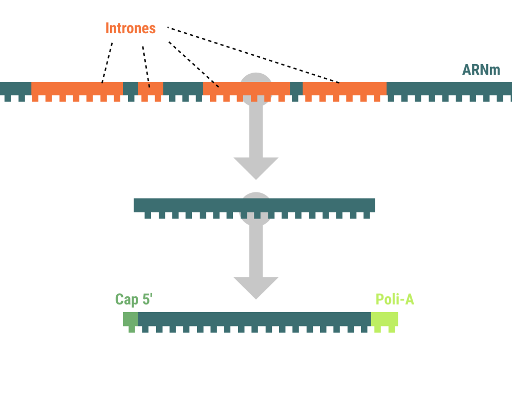 El ARNm, el mensajero del genoma - El Blog de Genotipia