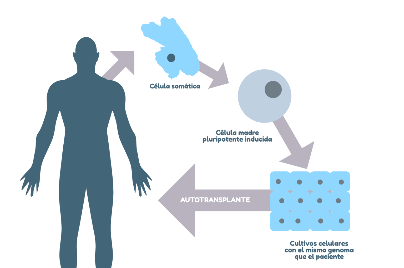 Células madre pluripotentes inducidas: ¿Qué son? - Genotipia
