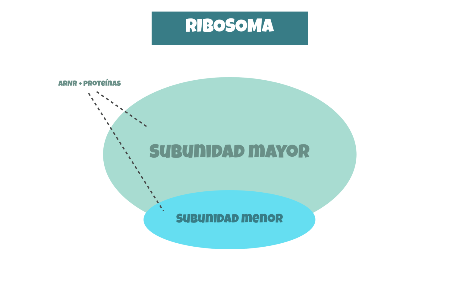 Ribosomas, ¿Qué son y para qué sirven? - Genotipia