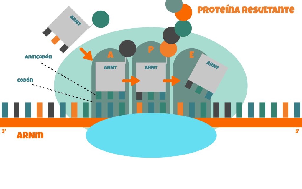 Ribosomas, ¿Qué son y para qué sirven? - Genotipia