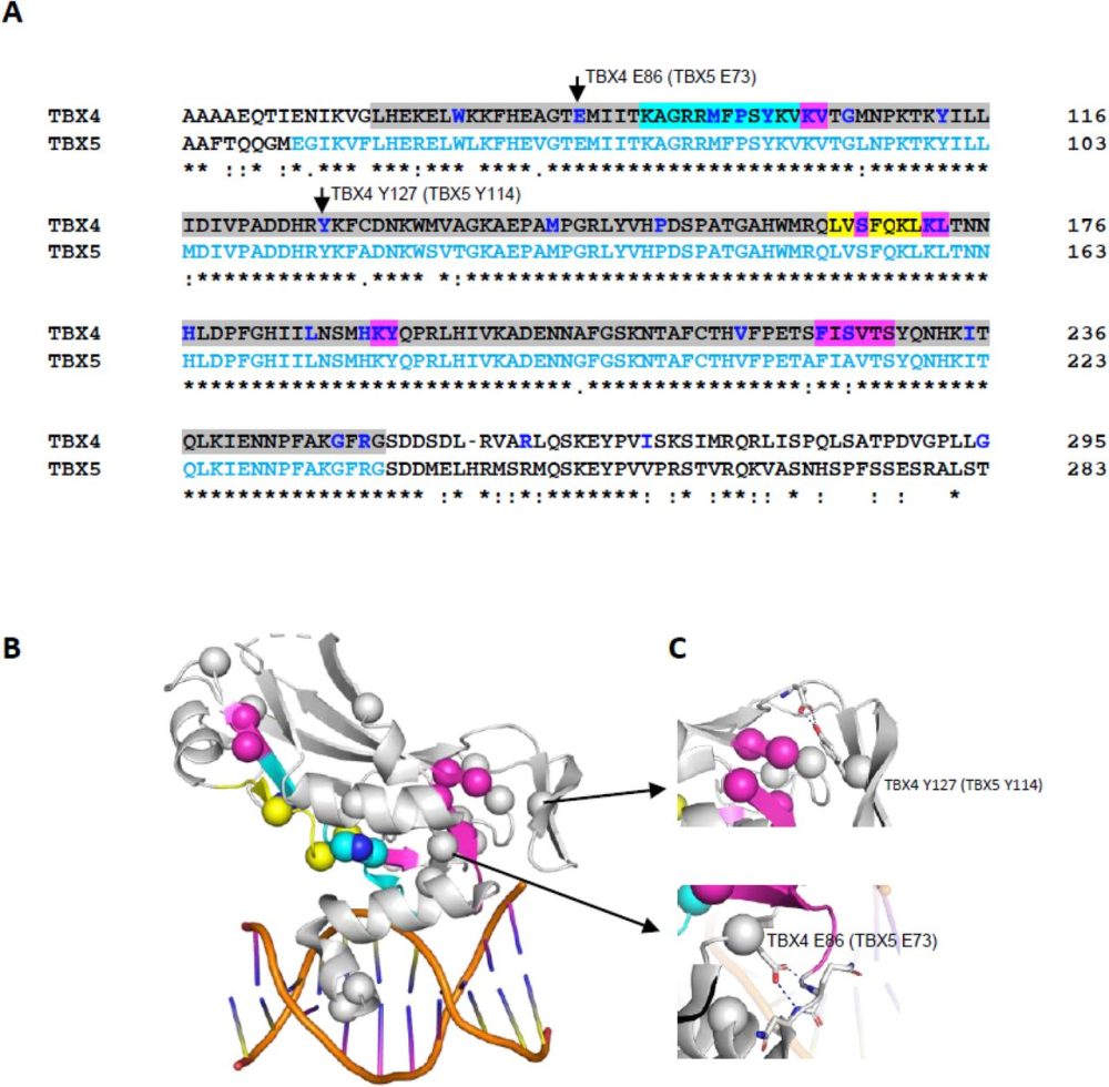 Primer Estudio Genotipo-Fenotipo en el Síndrome de TBX4