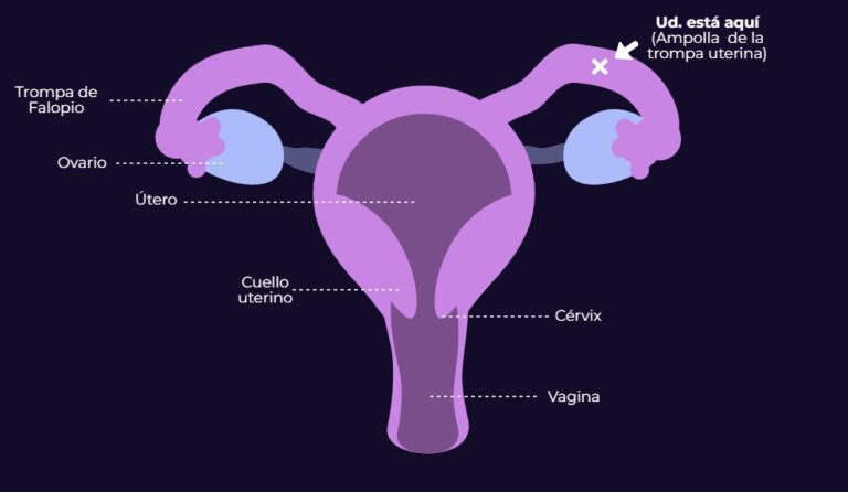 La Fecundación - Genotipia