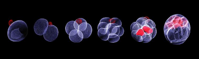 Clonan ratones sanos a partir de células liofilizadas - Genotipia