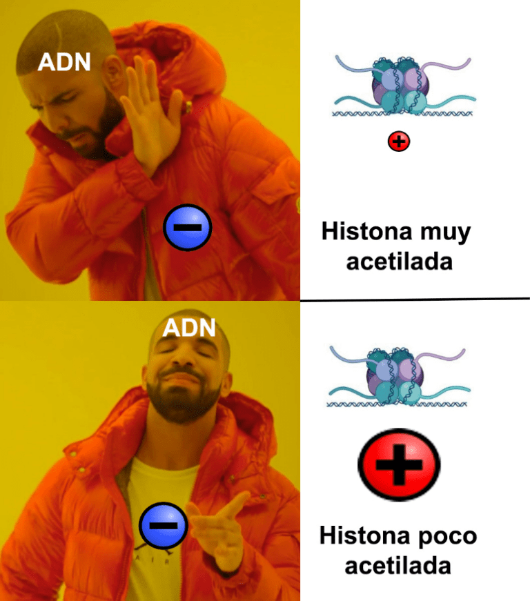Meme histona acetilada ADN 1 - Genotipia