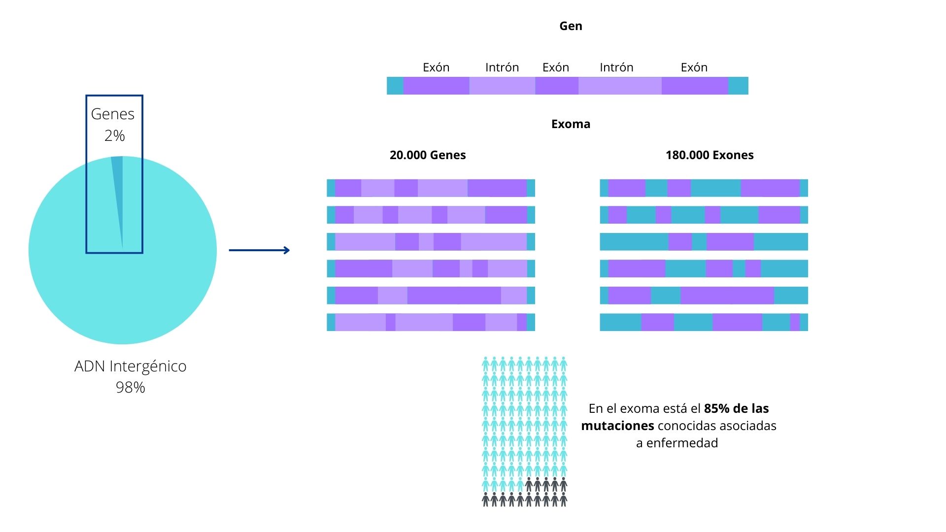 Análisis de Exoma y Genoma - Genotipia