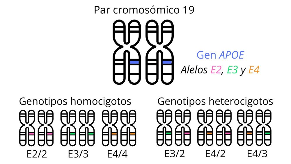 La prueba genética de predisposición al alzhéimer que ha hecho ...