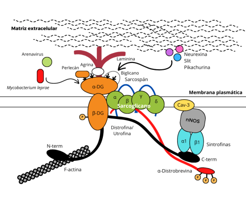 El distroglicano y las distroglicanopatías - Genotipia