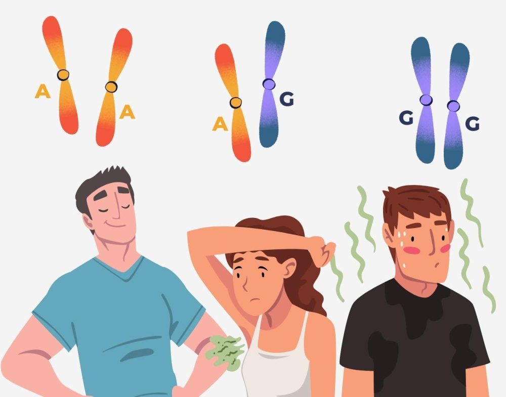 ABCC11: Cómo influye la genética en el olor corporal - Genotipia