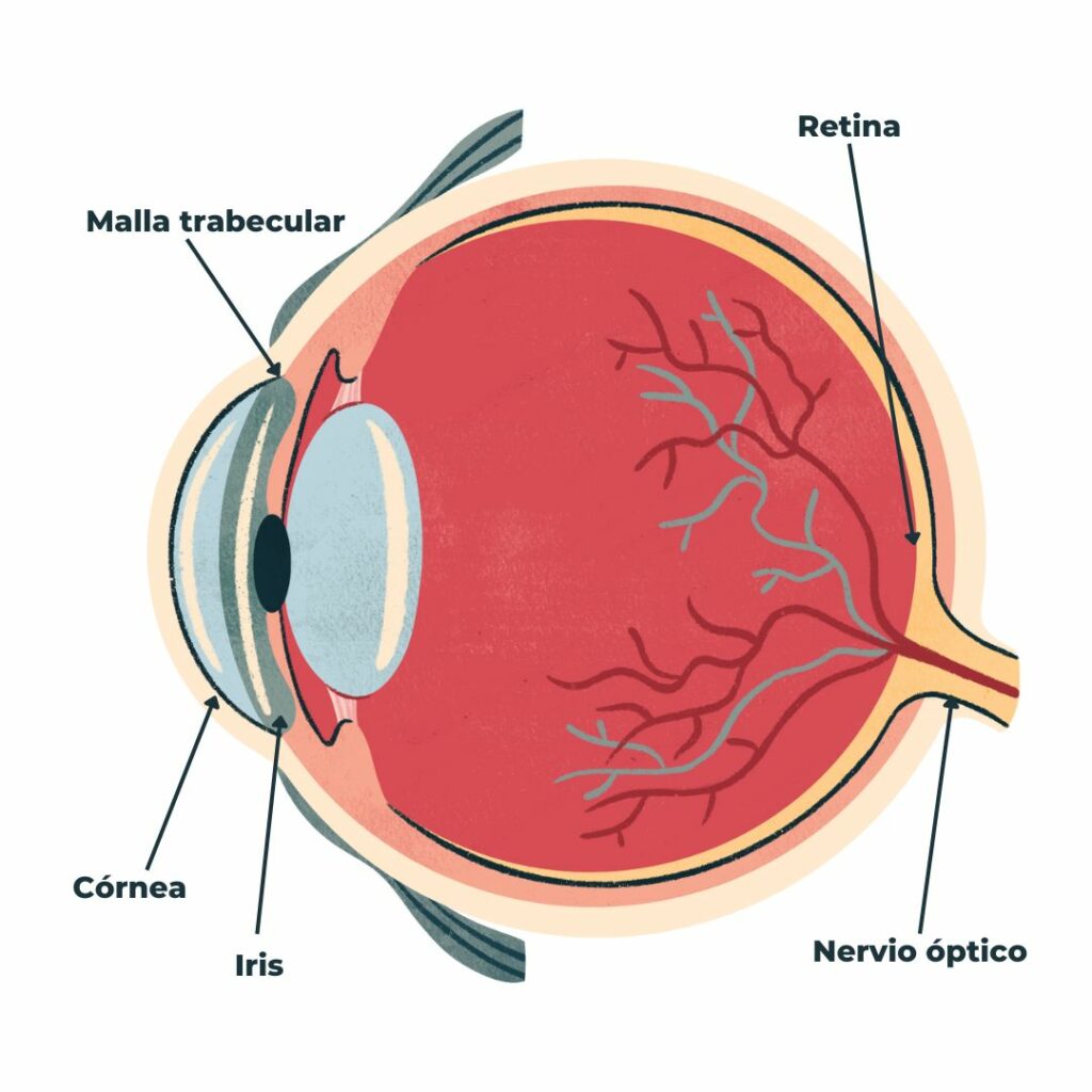 malla trabecular ojo anatomía - Genotipia