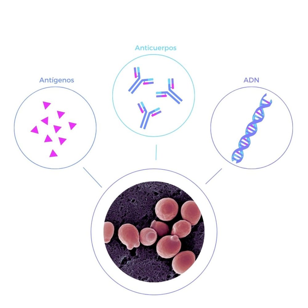 Hongos patógenos - Genotipia