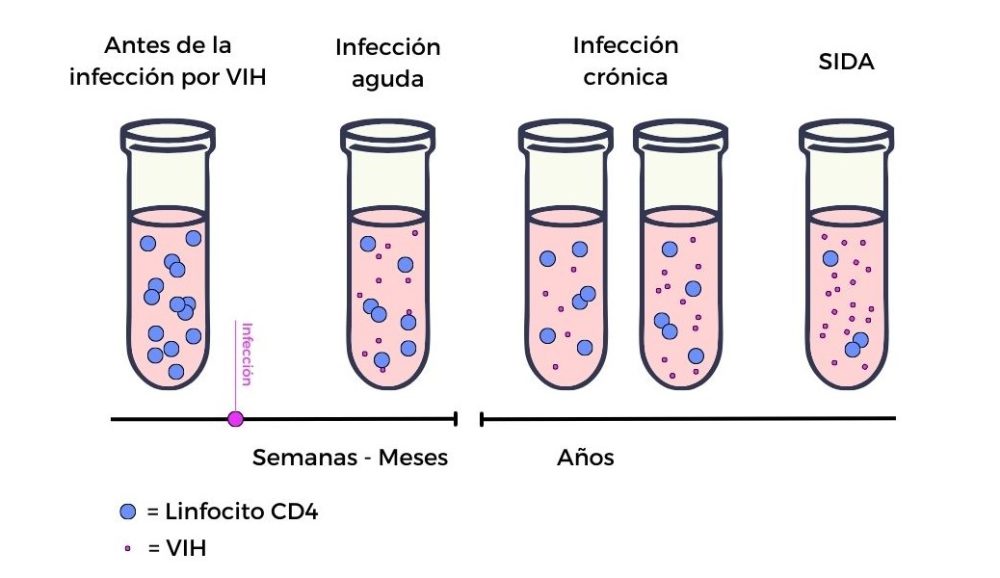 VIH: historia y características - Genotipia