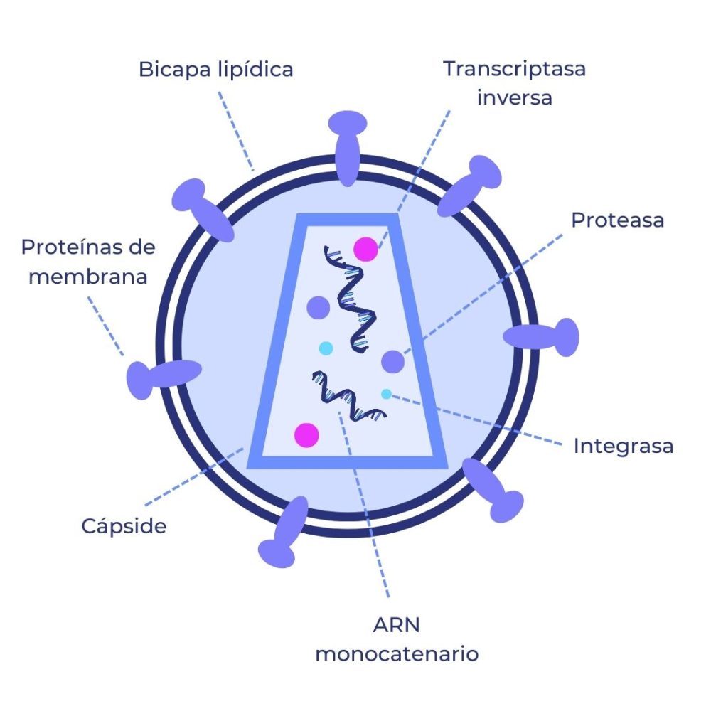 VIH: historia y características - Genotipia