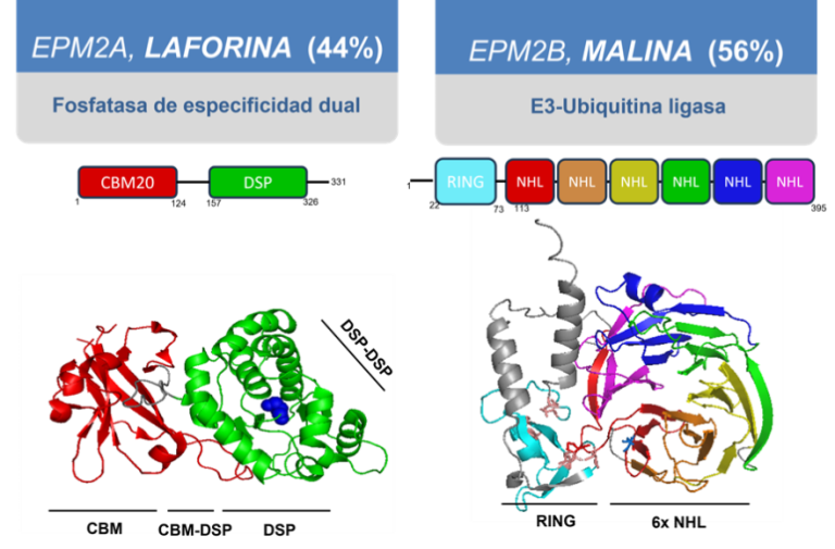 Enfermedad de Lafora: complejidad molecular y terapéutica