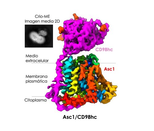 Estudian a nivel atómico Asc-1, proteína clave para el aprendizaje