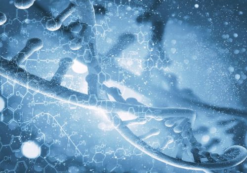 OSER1: Un nuevo gen clave para la longevidad - Genotipia
