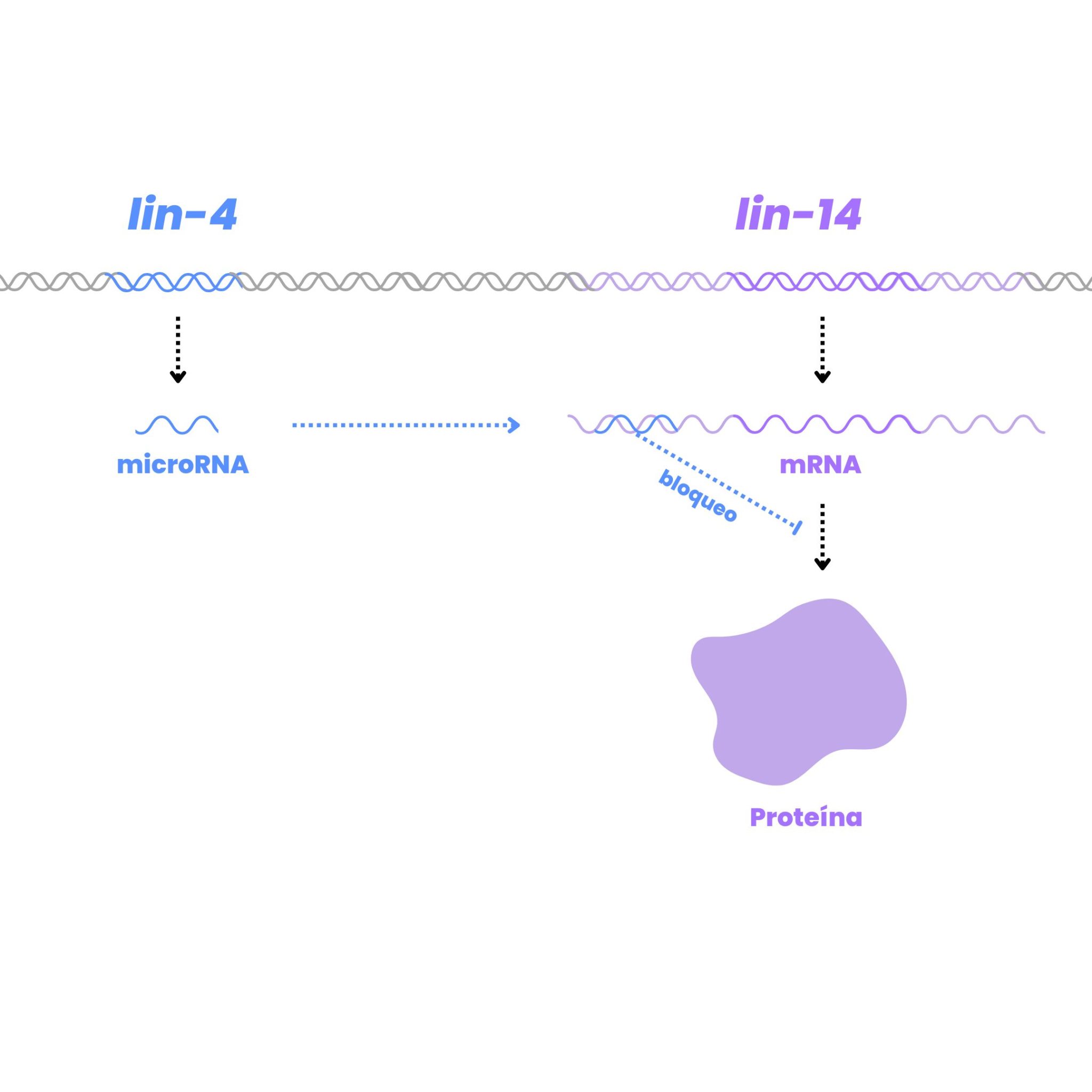 Los MicroARNs protagonizan el Premio Nobel Medicina de 2024